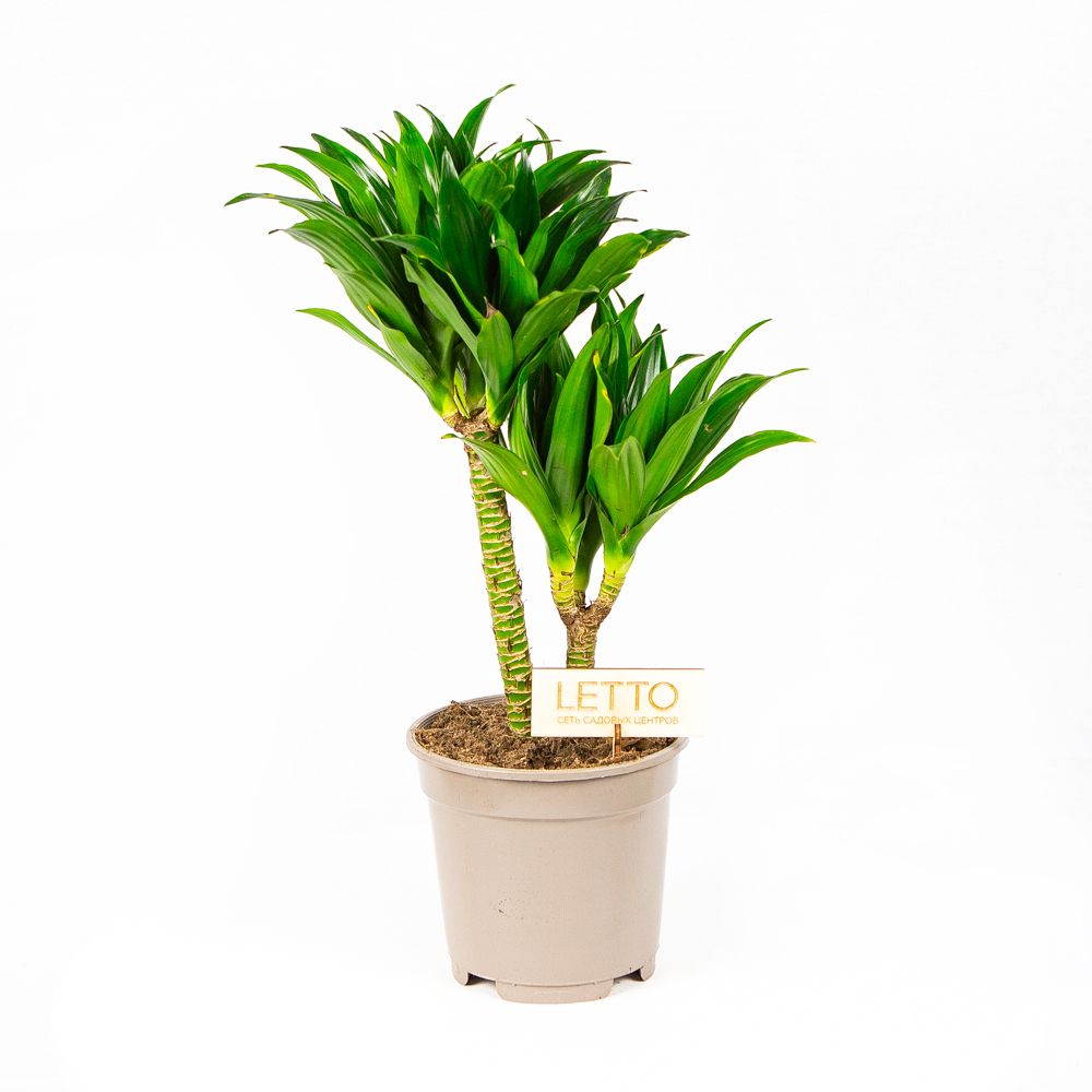 Драцена Компакта Dracaena Compacta 30-10 55/17 — комнатное растение ...