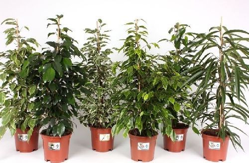 Фикус Бенджамина микс Ficus benjamina mix 100/21 — комнатное растение ...