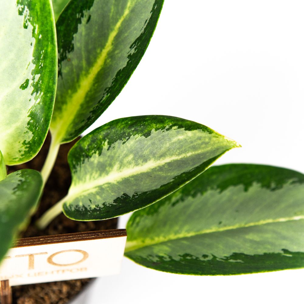 Аглаонема Сильвер Блу Aglaonema Silver Blue 30/12 — комнатное растение ...
