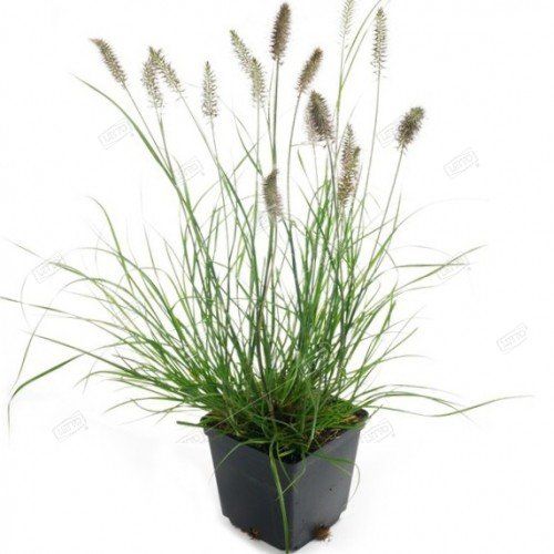 Пеннисетум лисохвостный Pennisetum alopecuroides/17 — саженцы купить в ...