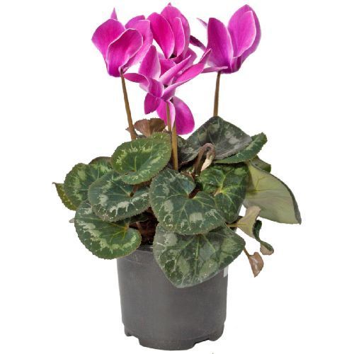 Цикламен Cyclamen /14 — комнатное растение купить в интернет-магазине с ...