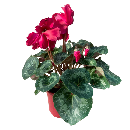 Цикламен махровый ДУО микс Cyclamen Halios Curly duo mix р15 — комнатное растение купить в ...