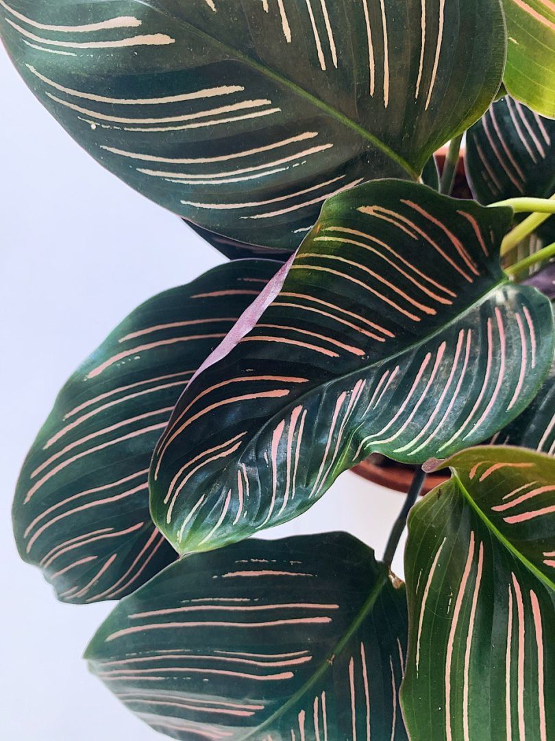 Калатея украшенная Calathea ornata 50/14 — комнатное растение купить в ...