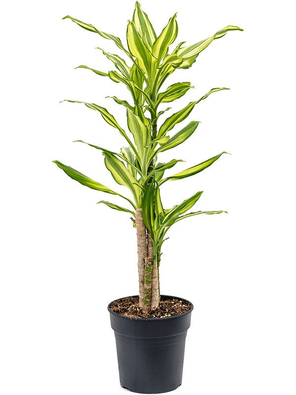 Драцена душистая Лемон Лайм разветвленная Dracaena fragrans Lemon Lime ...