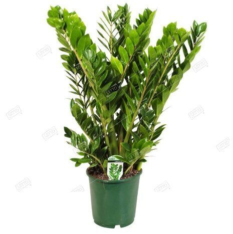 Замиокулькас Лаки Классик Zamioculcas Lucky Classic 90/21 — комнатное ...