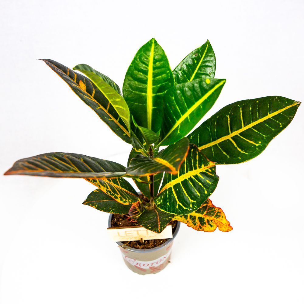 Кодиеум Петра Codiaeum Petra In Sleeve 35/13 (Н) — комнатное растение ...