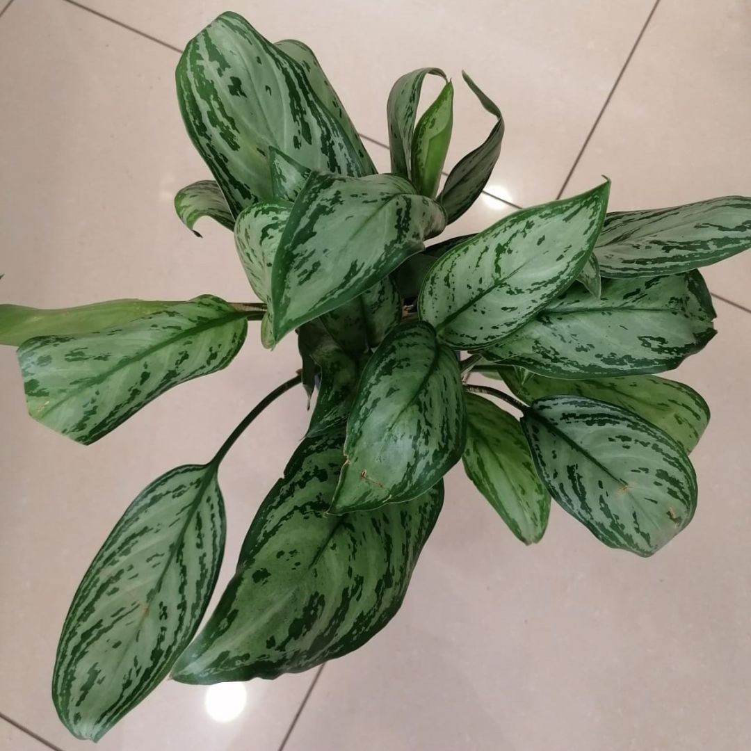 Аглаонема Кристина Aglaonema Christina 30/12 (Н) — комнатное растение ...