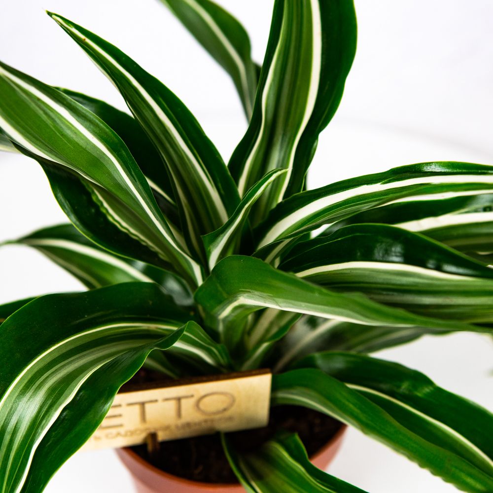 Драцена Драгон микс Dracaena Dragon mix 23/12 — комнатное растение ...