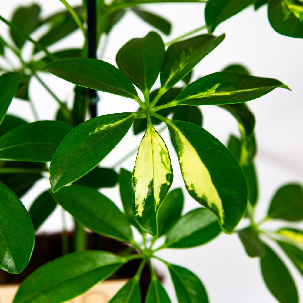 Шеффлера Герда Schefflera Gerda 45/13 — комнатное растение купить в ...