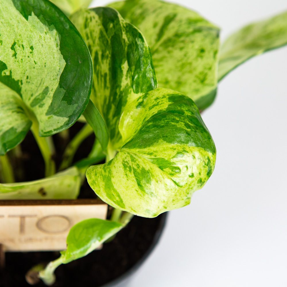 Эпипремнум перистый Хэппи Лиф Epipremnum pinnatum Happy Leaf 15/12 ...