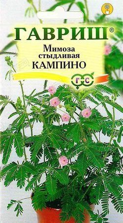 Мимоза Кампина стыдливая, семена Гавриш 0,1г — купить в интернет ...