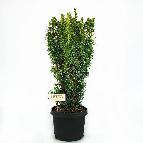 Тис ягодный David с5 50/60 Taxus baccata David (Н) — саженцы купить в ...