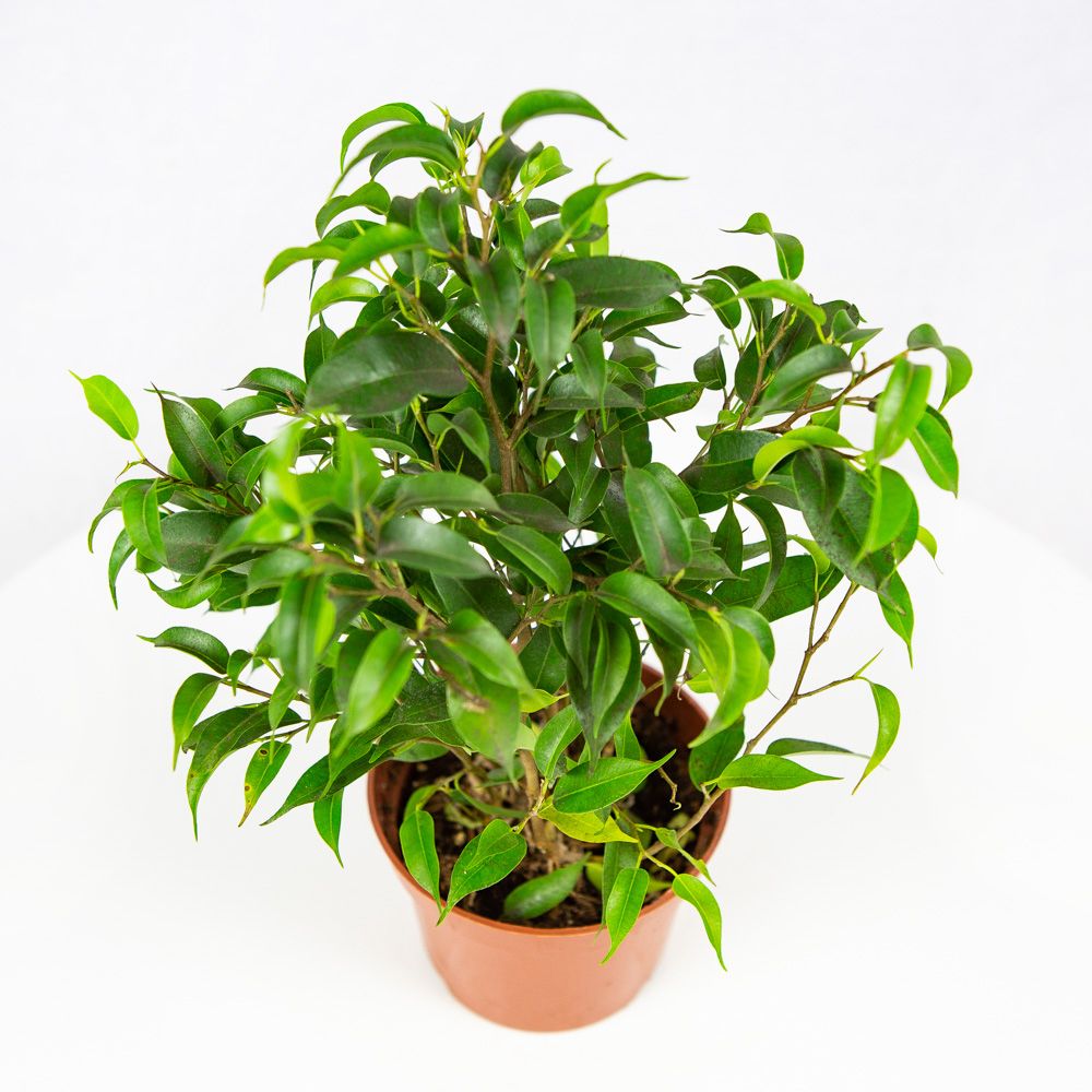 Фикус Бенджамина Наташа Ficus benjamina Natasja 30/12 (Н) — комнатное ...