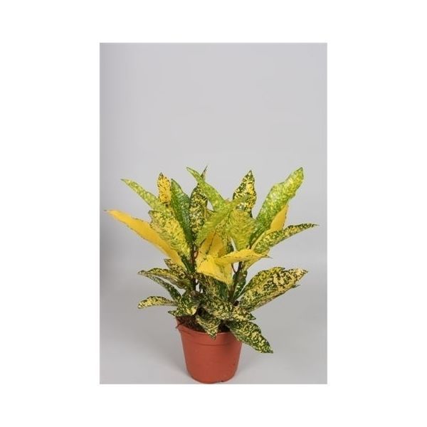 Кодиеум Голд Сан Codiaeum Gold Sun 30/12 — комнатное растение купить в ...