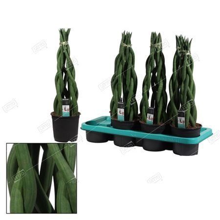 Сансевиерия цилиндрическая микс Sansevieria cylindrica mix 70/19 ...