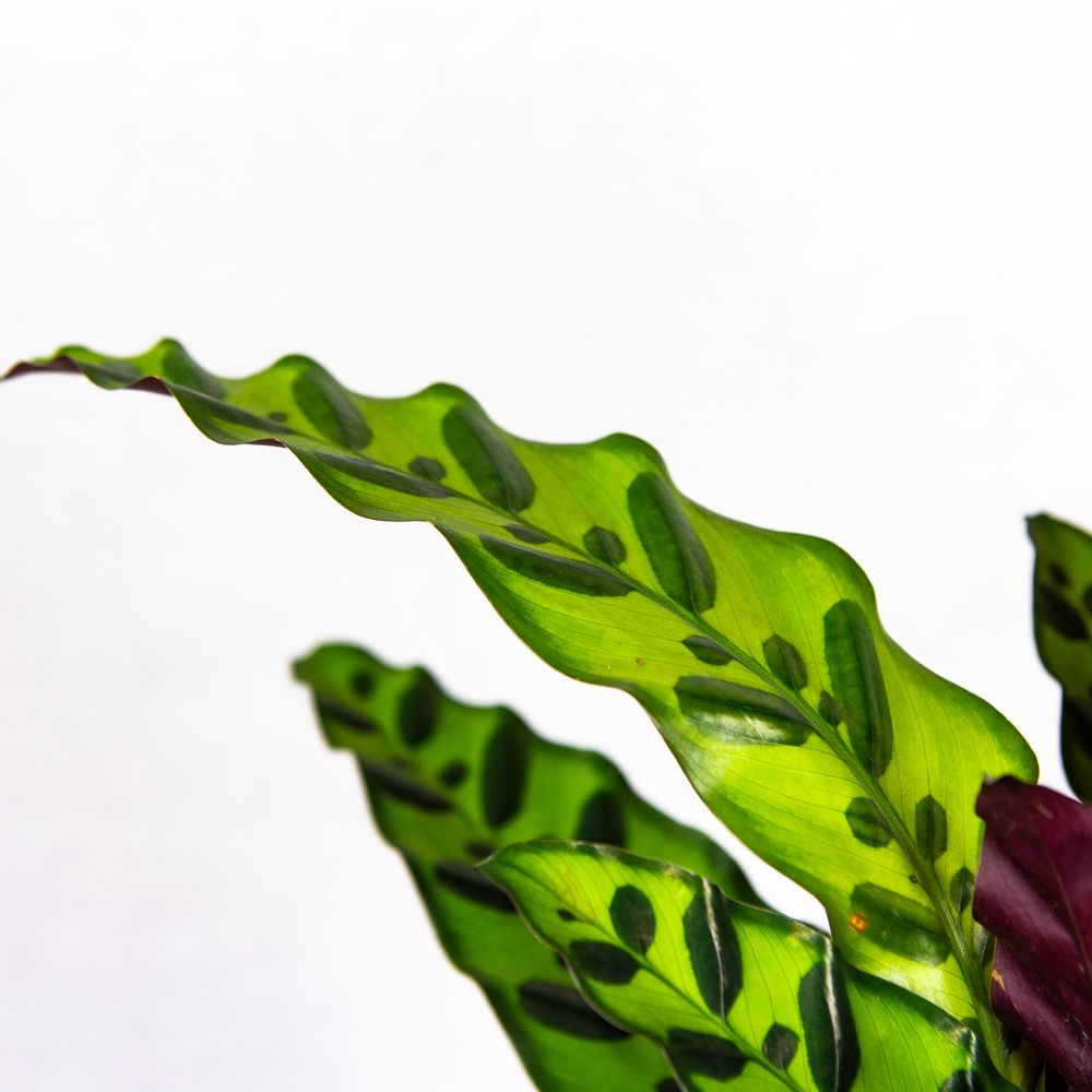Калатея ланцетолистная Calathea lancifolia (insigne) 50/14 (Н ...