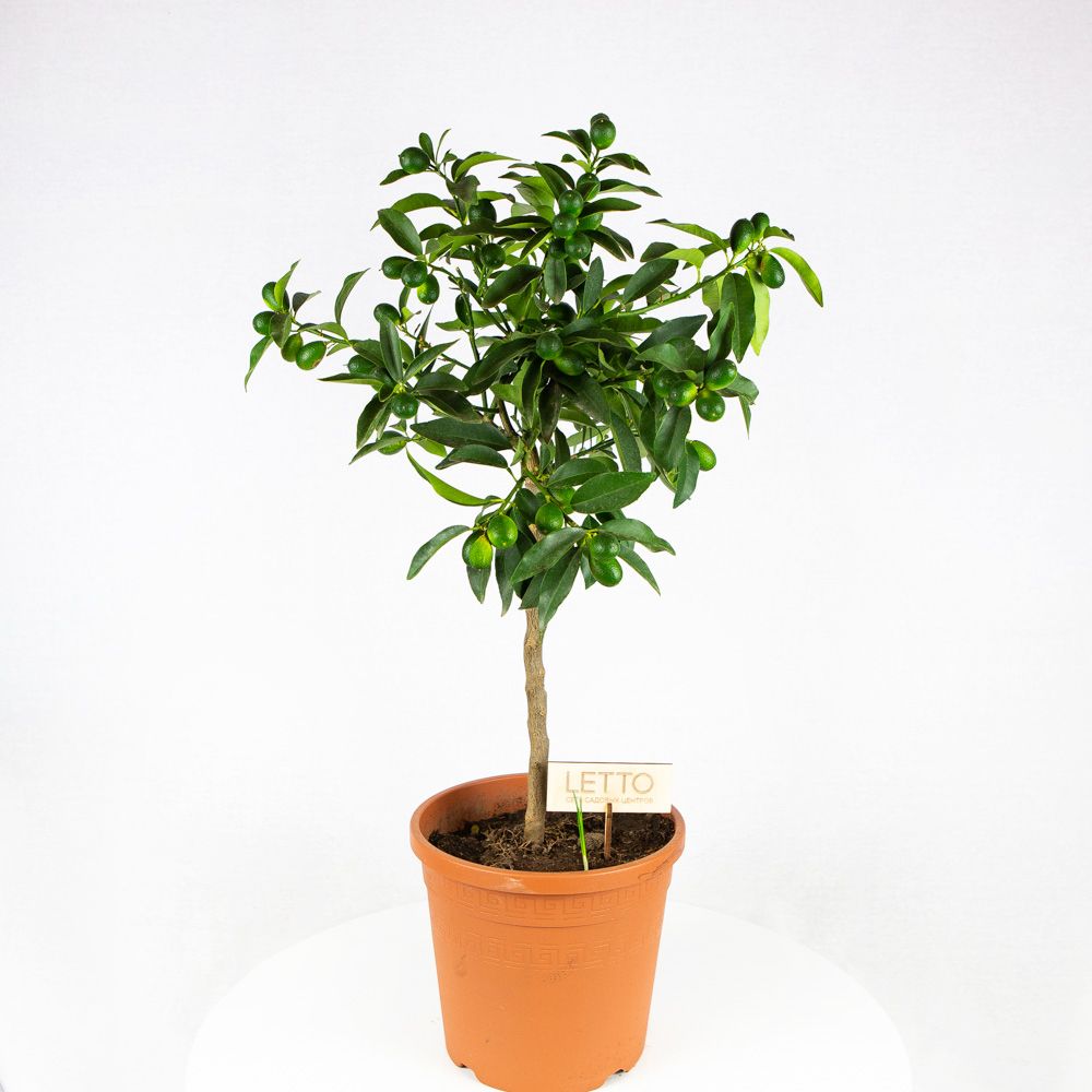 Цитрус кумкват на штамбе Citrus kumquat on stem 75/22 — комнатное ...