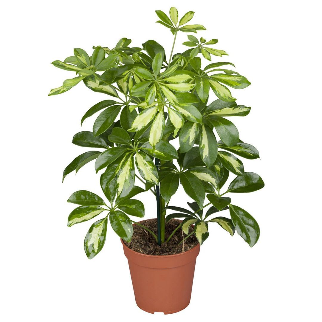 Шефлера Маргарита Schefflera Margarita — саженцы купить в интернет ...
