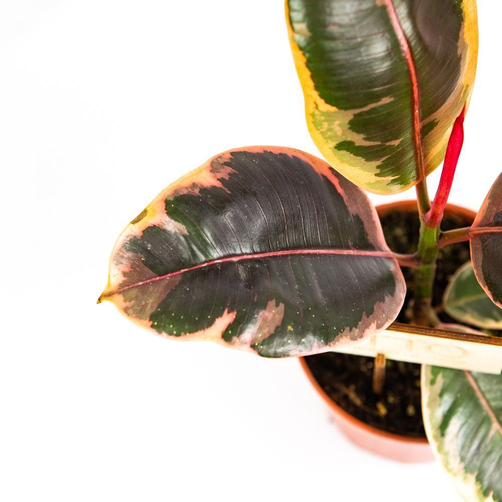Фикус каучуконосный Белиз Ficus elastica Belize 35/12 — комнатное ...