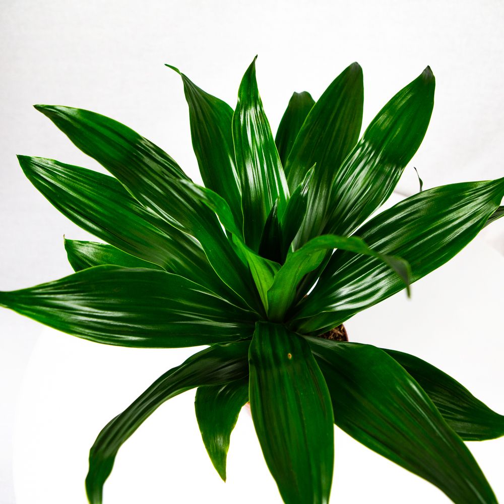 Драцена Драгон микс Dracaena Dragon mix 23/12 — комнатное растение ...