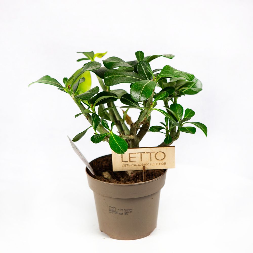 Адениум тучный Adenium Obesum Anouk 35/14 (Н) — комнатное растение ...