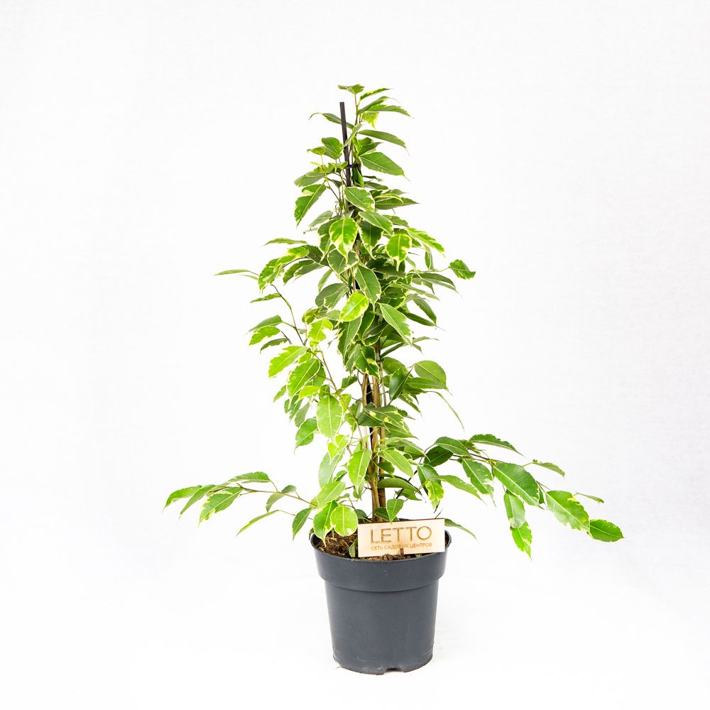 Фикус Бенджамина Голден Кинг Ficus benjamina Golden King 65/17 (Н ...