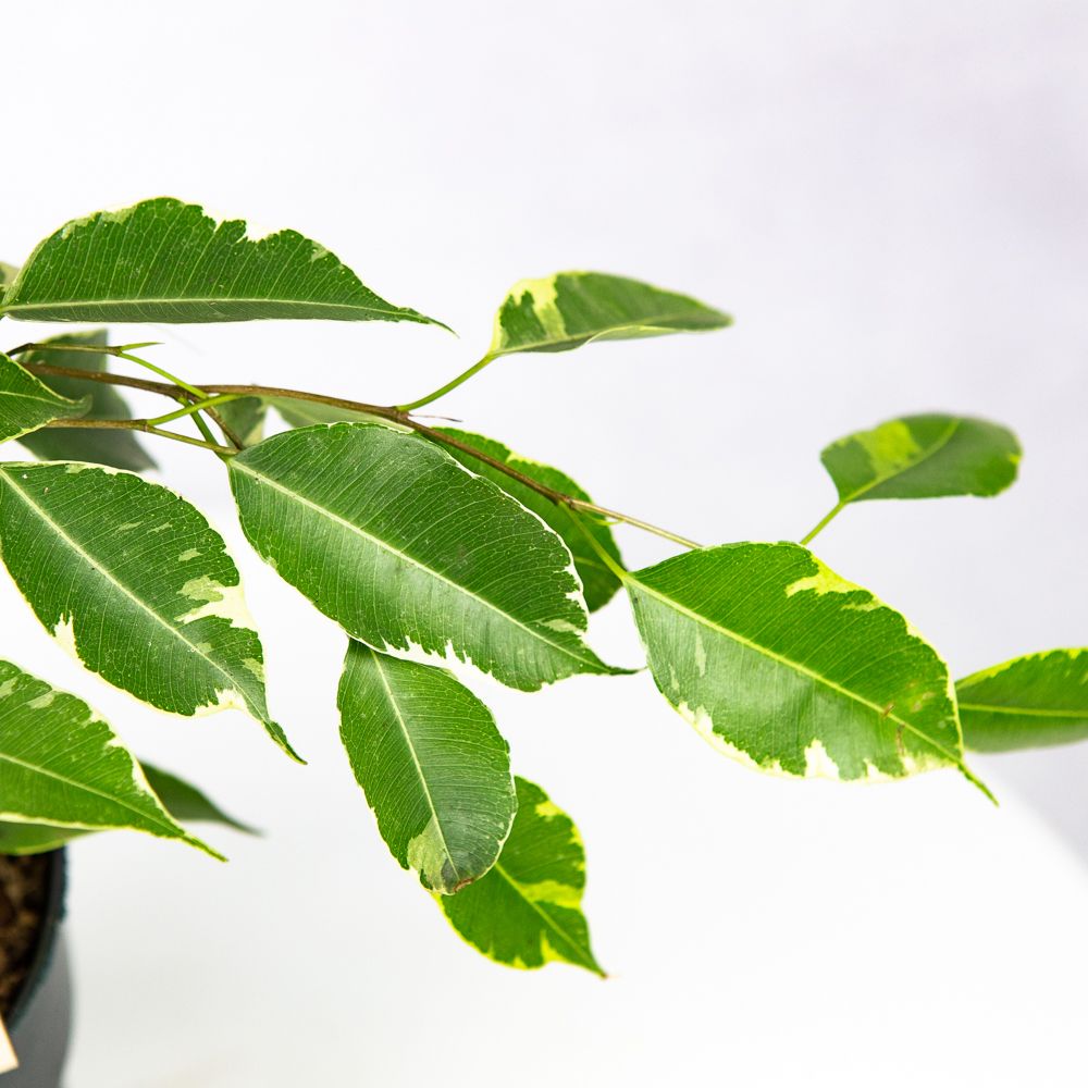 Фикус Бенджамина Голден Кинг Ficus benjamina Golden King 65/17 (Н ...
