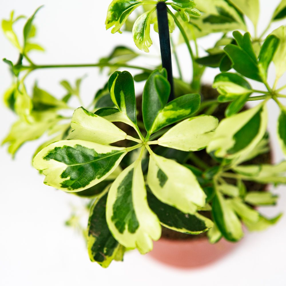 Шеффлера Жанин Schefflera Janine 20/9 — комнатное растение купить в ...