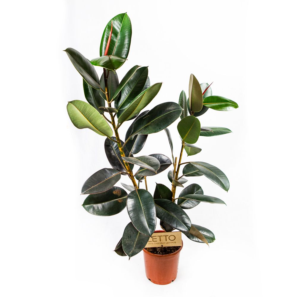 Фикус каучуконосный Абиджан Ficus elastica Abidjan 90/24 — комнатное ...