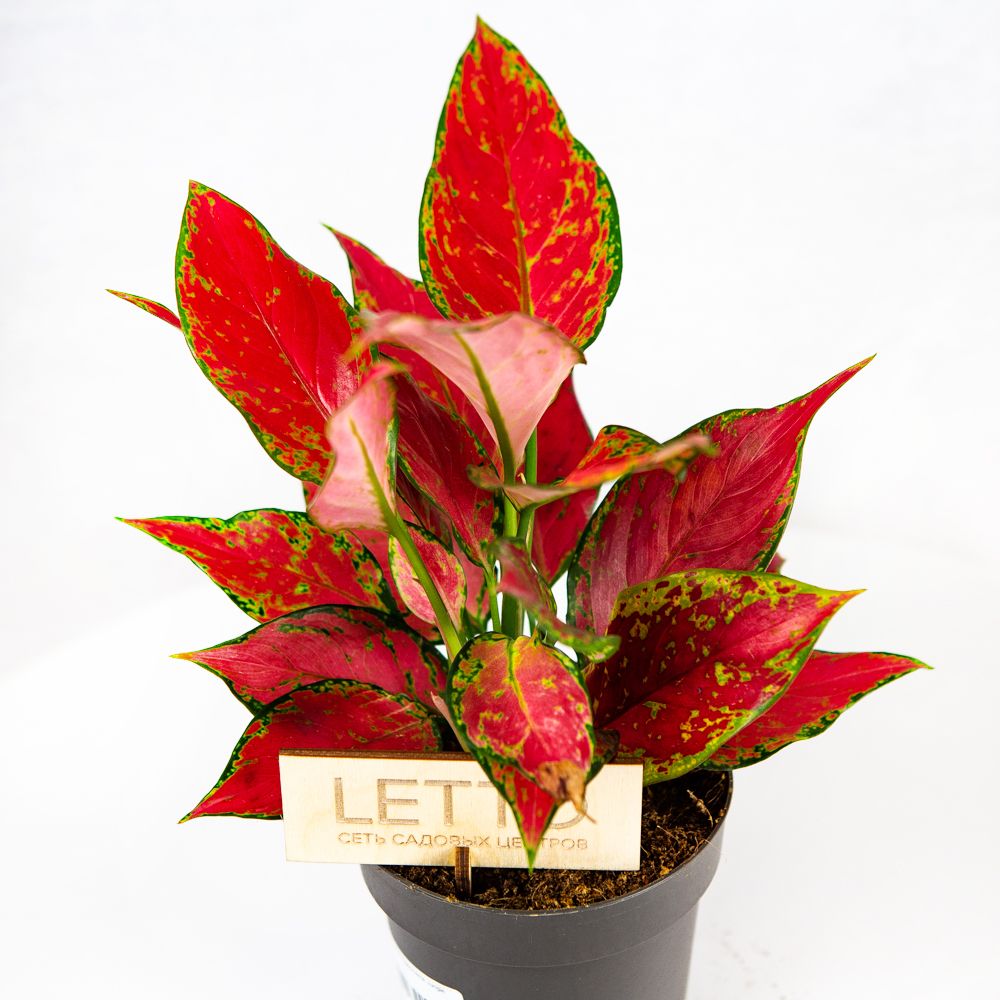 Аглаонема Джангл Ред Aglaonema Jungle Red 40/12 (Н) — комнатное ...