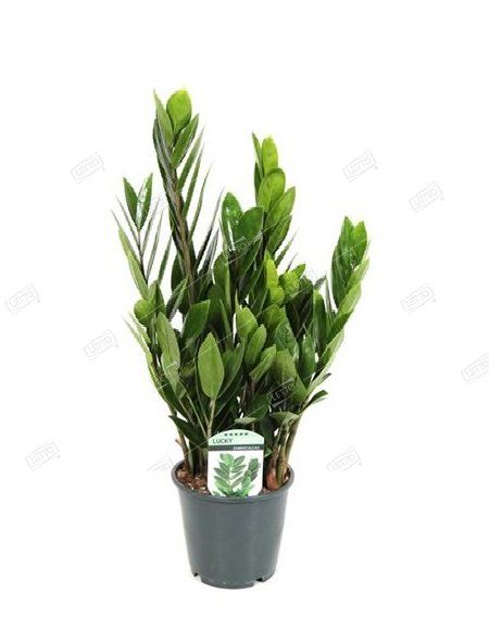 Замиокулькас Zamioculcas 8+ 80/21 — комнатное растение купить в ...