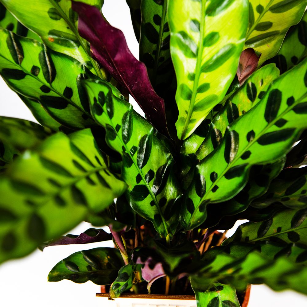 Калатея ланцетолистная Calathea lancifolia (insigne) 50/14 (Н ...