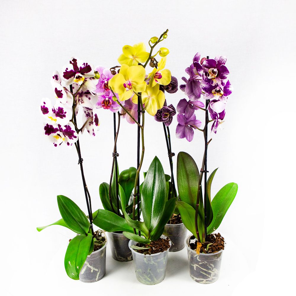 Фаленопсис 1 ствол микс Phalaenopsis 1st mix 55/12 — комнатное растение ...