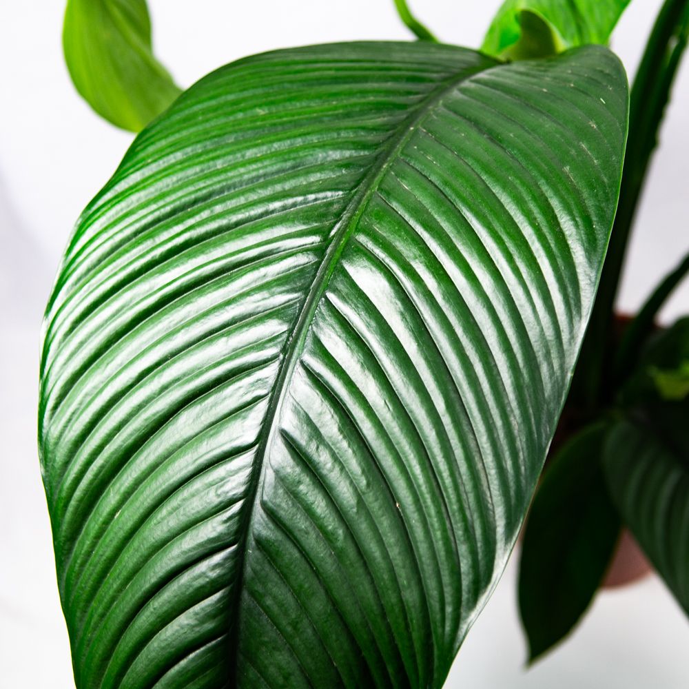 Спатифиллум Сенсация Spathiphyllum Sensation 135/24 (Н) — комнатное ...