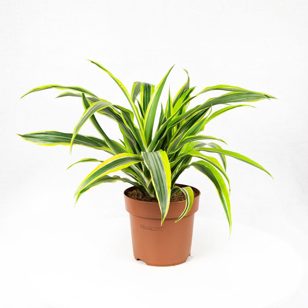 Драцена Лемон Лайм голова Dracaena Lemon Lime head 50/17 — комнатное ...