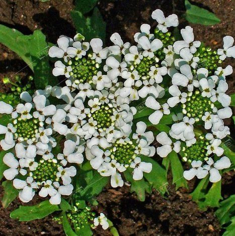 Iberis sempervirens store