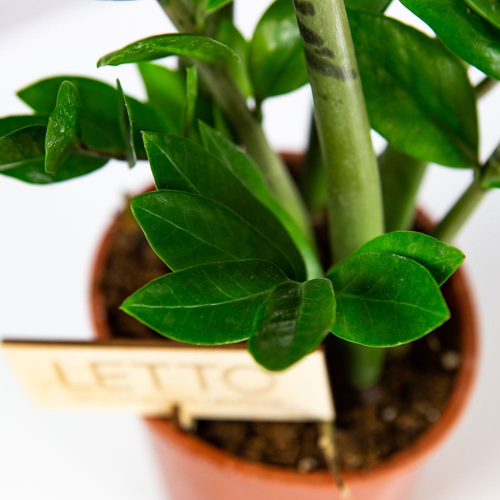 Замиокулькас Zamioculcas 4+ 65/14 — комнатное растение купить в ...
