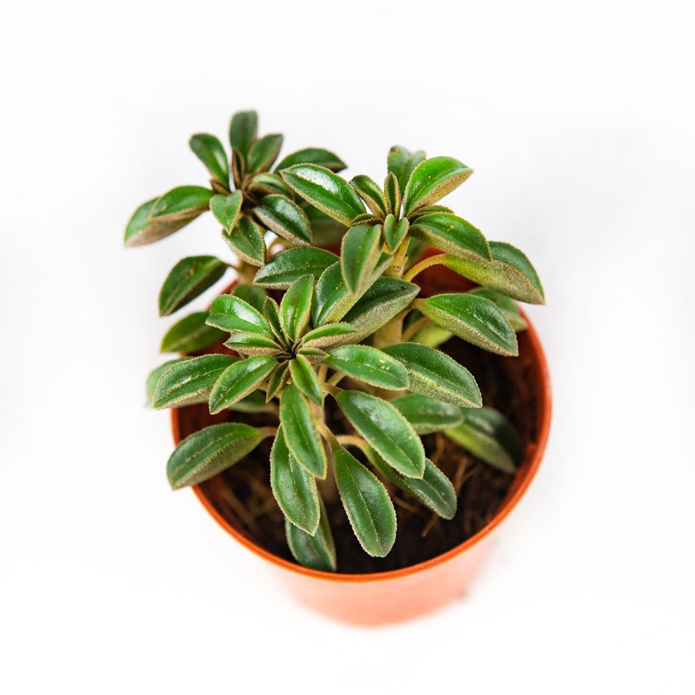 Пеперомия микс Peperomia mix 10/5,5 — комнатное растение купить в ...