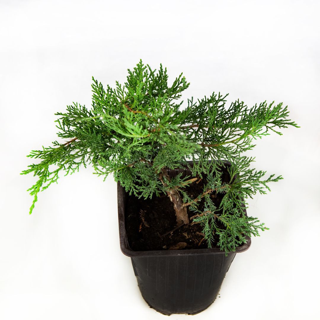 Можжевельник казацкий Rockery Gem с2 (К) — саженцы купить в интернет ...