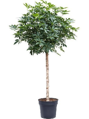 Шеффлера древесная Компакта Schefflera arboricola Compacta 140/34 ...