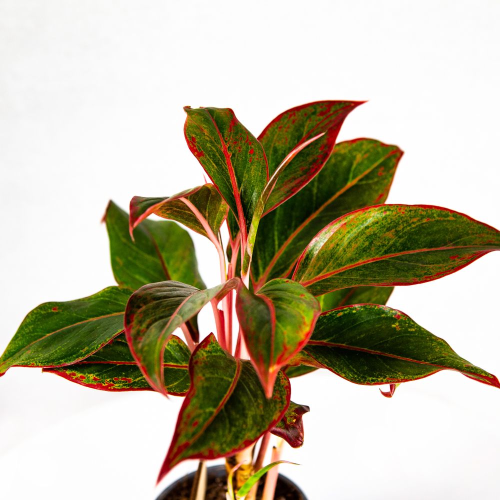 Аглаонема Крит Aglaonema Crete 25/12 (Н) — комнатное растение купить в ...