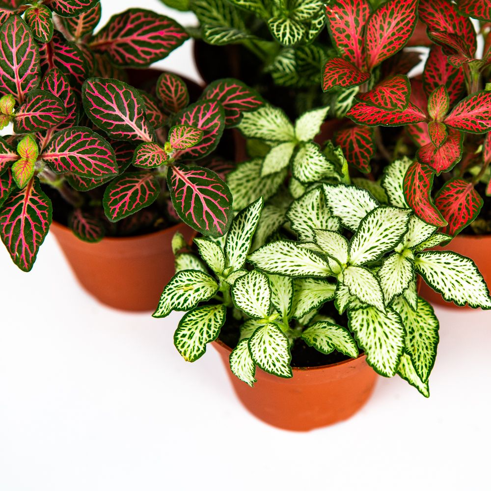 Фиттония микс Fittonia mix 12/8,5. — комнатное растение купить в ...