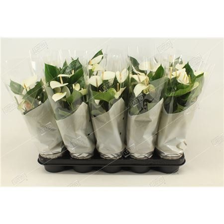 Антуриум Андре Элидо Anthurium andraeanum Elido 4+ 40/12 — комнатное ...