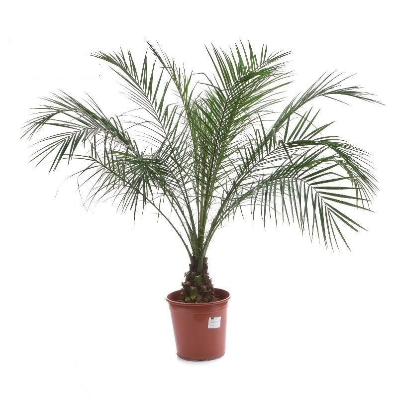 Пальма Финик Робелена Phoenix roebelenii 135/24 (Н) — комнатное ...