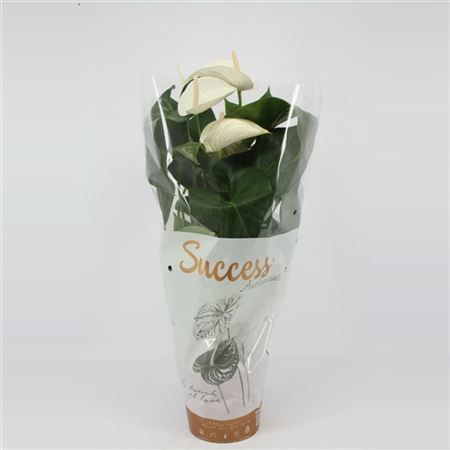 Антуриум Андре Элидо Anthurium andraeanum Elido 4+ 40/12 — комнатное ...