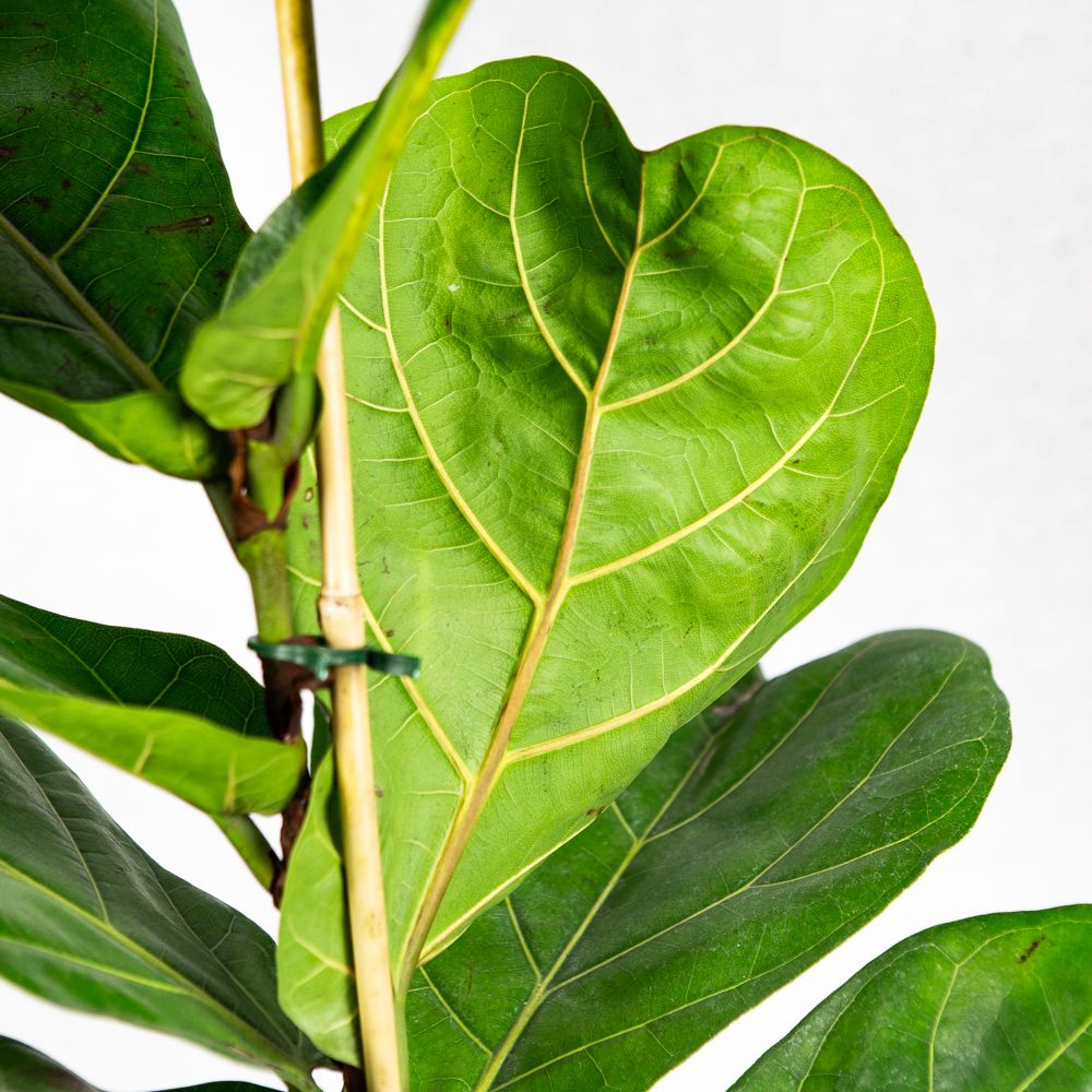 Фикус лировидный Ficus lyrata 60/17 — комнатное растение купить в ...