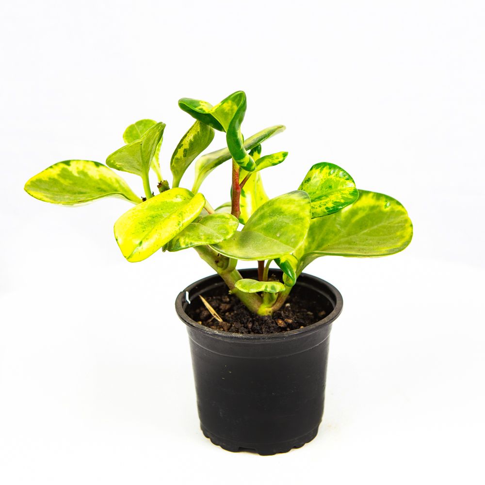 Пеперомия микс Peperomia mix /11 — комнатное растение купить в интернет ...