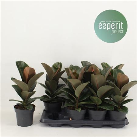 Фикус каучуконосный микс Ficus elastica mix 40/14 — комнатное растение ...