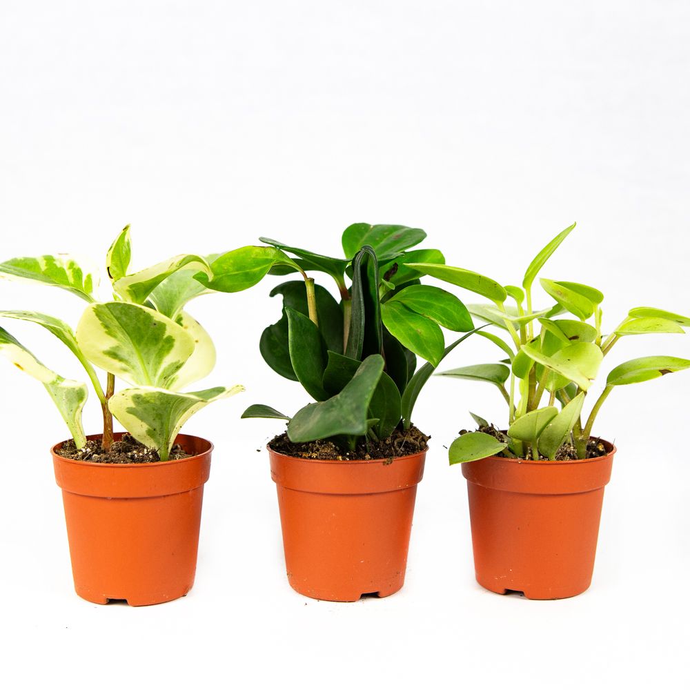 Пеперомия Peperomia 12/7 — комнатное растение купить в интернет ...