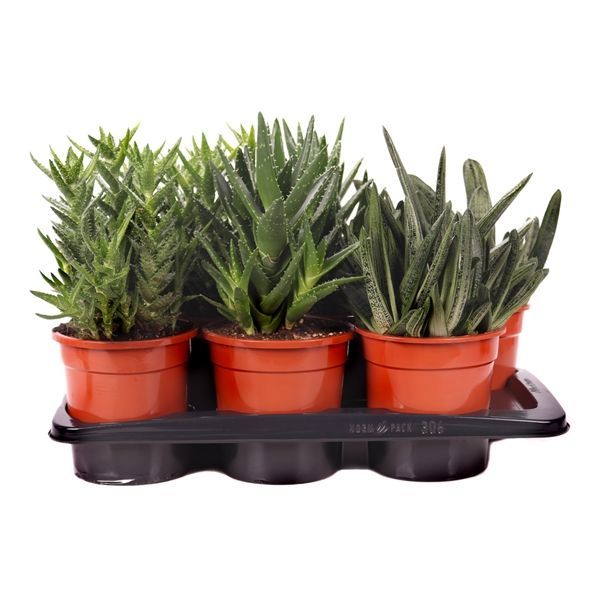 Алоэ микс Aloe mix 30/17 — комнатное растение купить в интернет ...